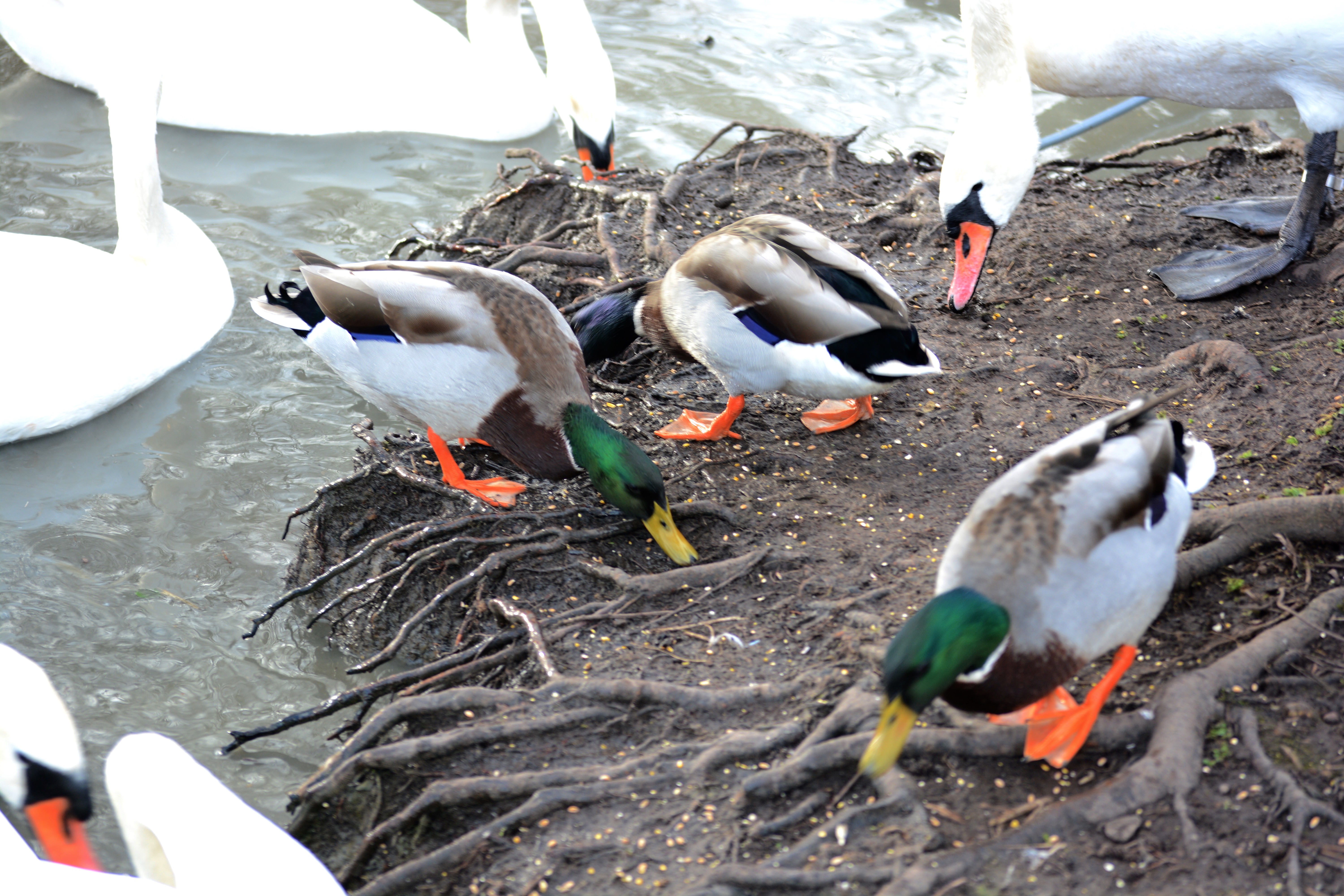 ULTIMATE PHOTO LOCATIONS | SPECTACULAR COSMESTON LAKES | UP, CLOSE AND ...