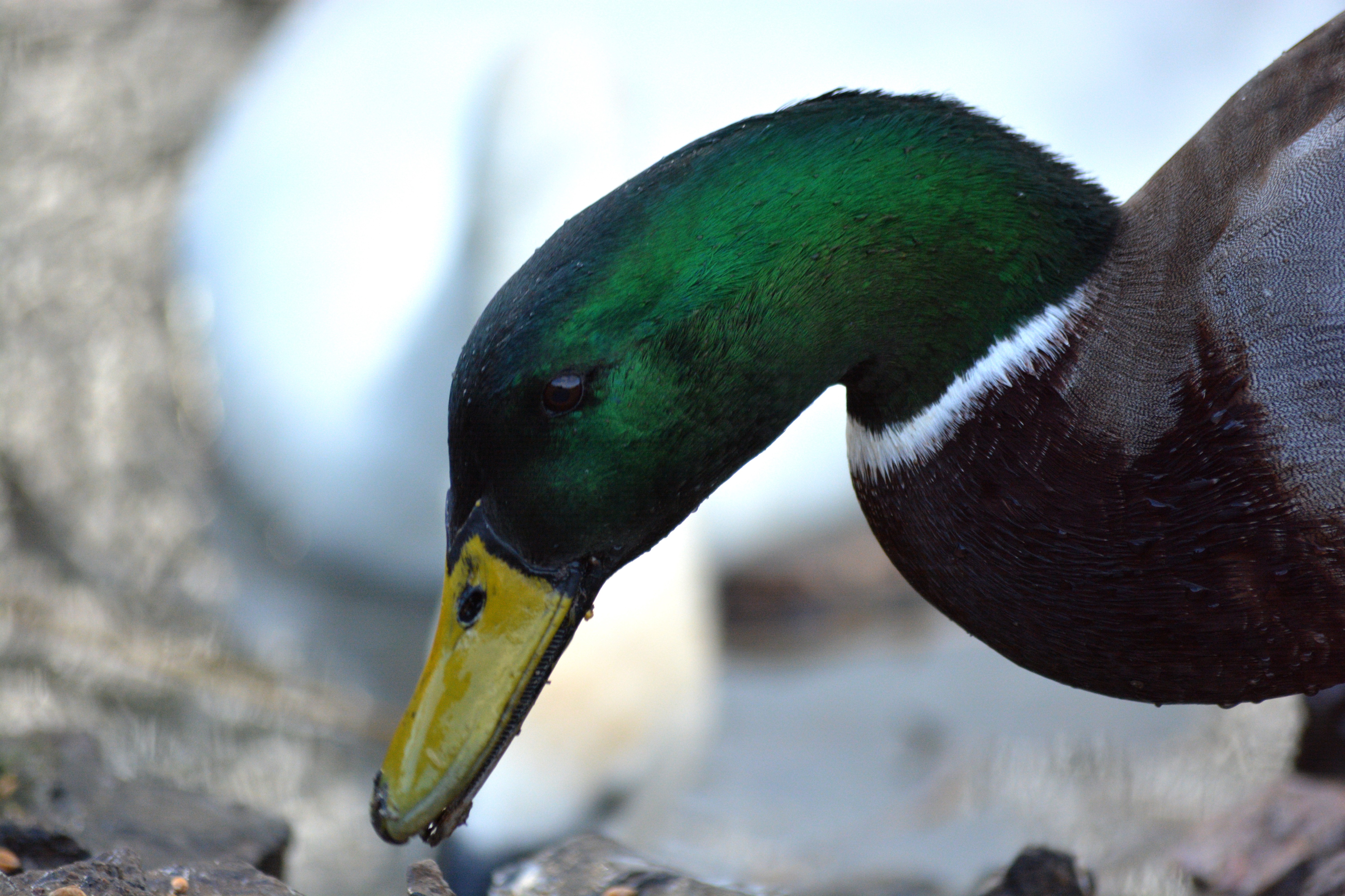 ULTIMATE PHOTO LOCATIONS | SPECTACULAR COSMESTON LAKES | UP, CLOSE AND ...